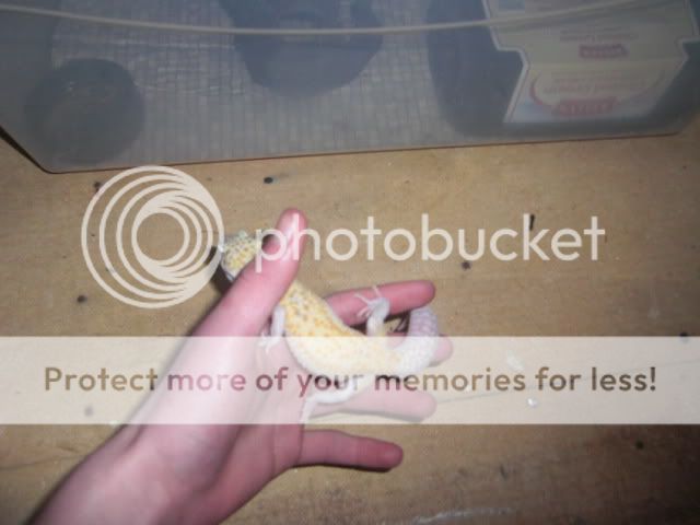 One of my leopard gecko racks (extremely picture heavy) | Reptile Forums