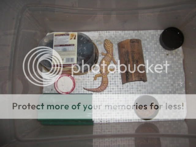 One of my leopard gecko racks (extremely picture heavy) | Reptile Forums