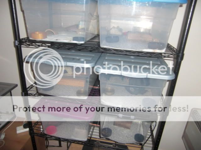 One of my leopard gecko racks (extremely picture heavy) | Reptile Forums