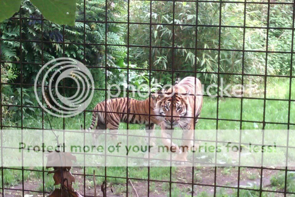 MRC @ Chester Zoo | Reptile Forums