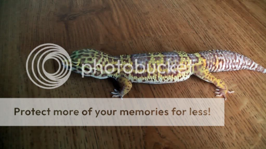 Leopard Geckos For Sale (Bells, Hypo Mack Snow) | Reptile Forums