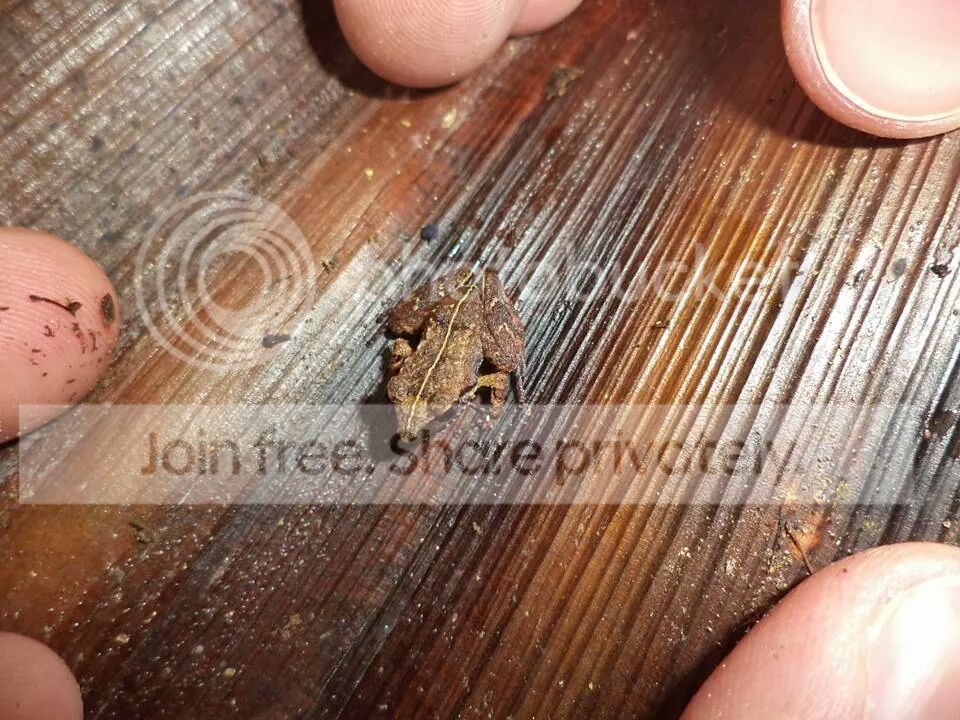 Some Frogs From the Dominican Republic - ID Please? - Field Herp Forum