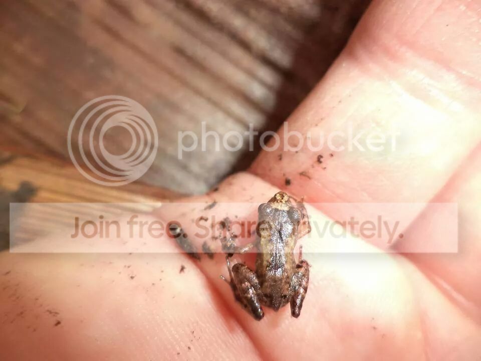 Some Frogs From the Dominican Republic - ID Please? - Field Herp Forum