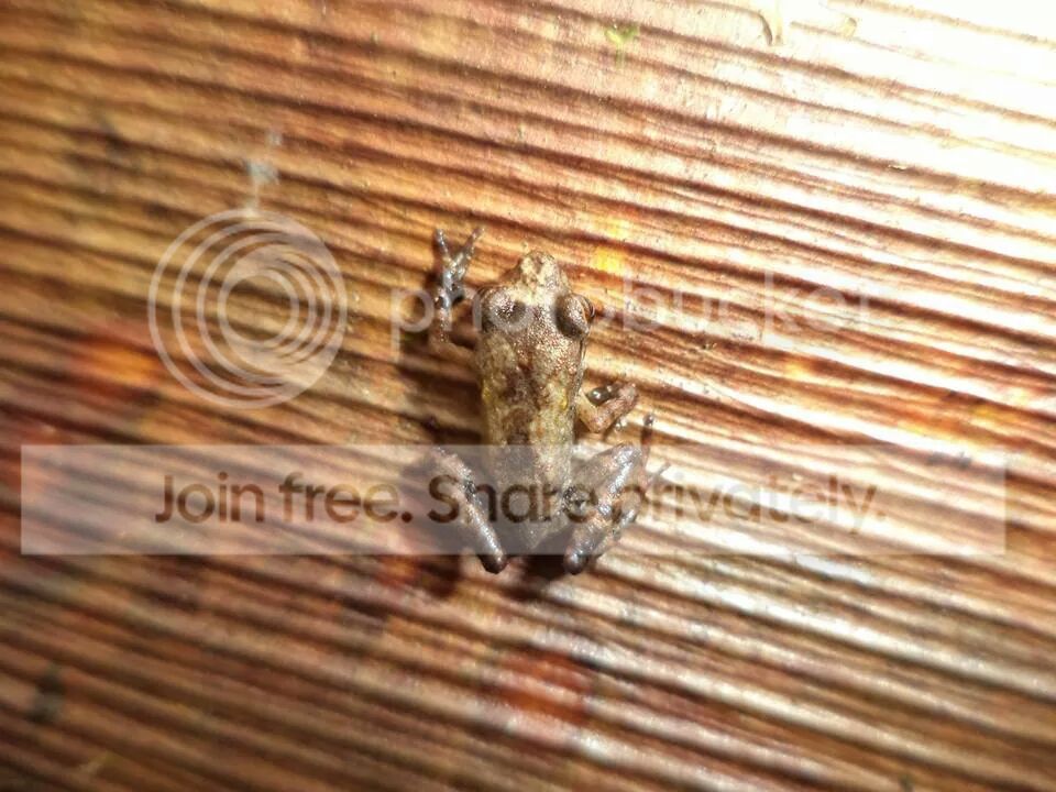 Some Frogs From the Dominican Republic - ID Please? - Field Herp Forum