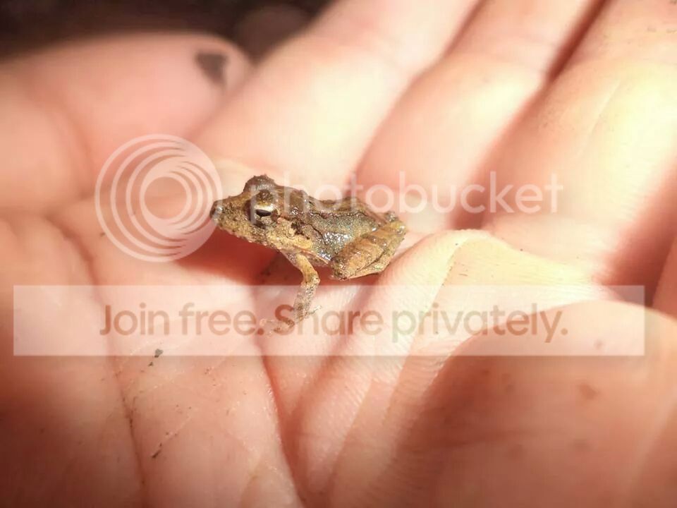 Some Frogs From the Dominican Republic - ID Please? - Field Herp Forum