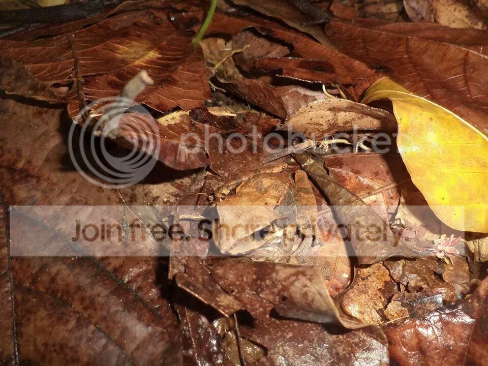Some Frogs From the Dominican Republic - ID Please? - Field Herp Forum