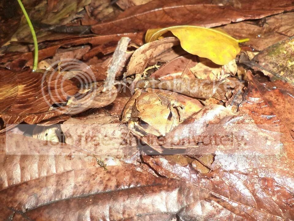 Some Frogs From the Dominican Republic - ID Please? - Field Herp Forum