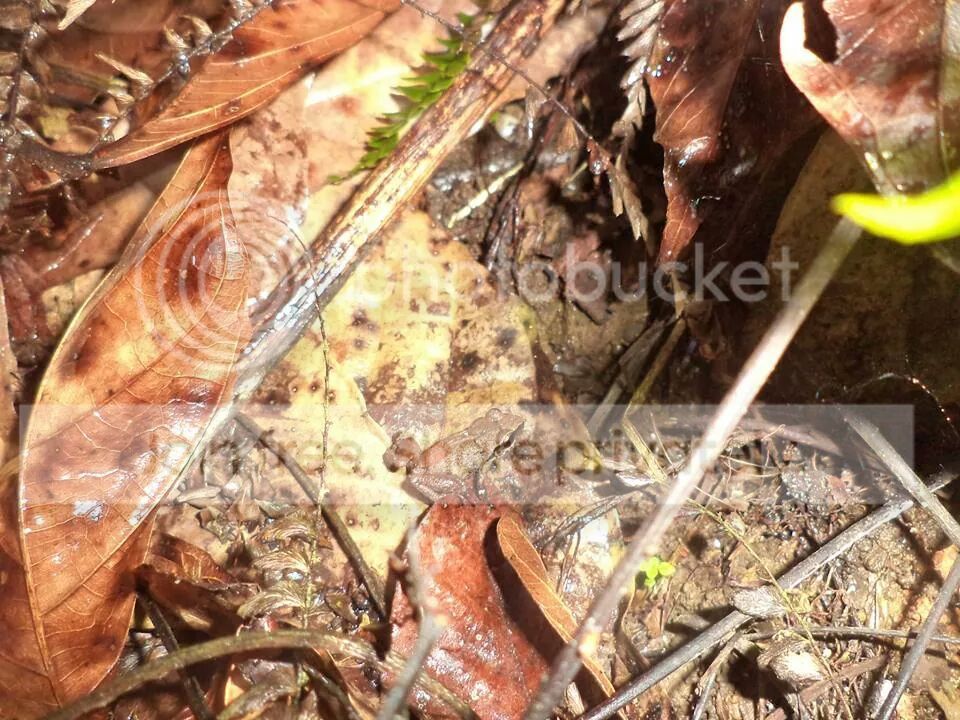 Some Frogs From the Dominican Republic - ID Please? - Field Herp Forum