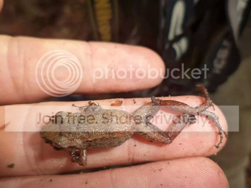 Some Frogs From the Dominican Republic - ID Please? - Field Herp Forum