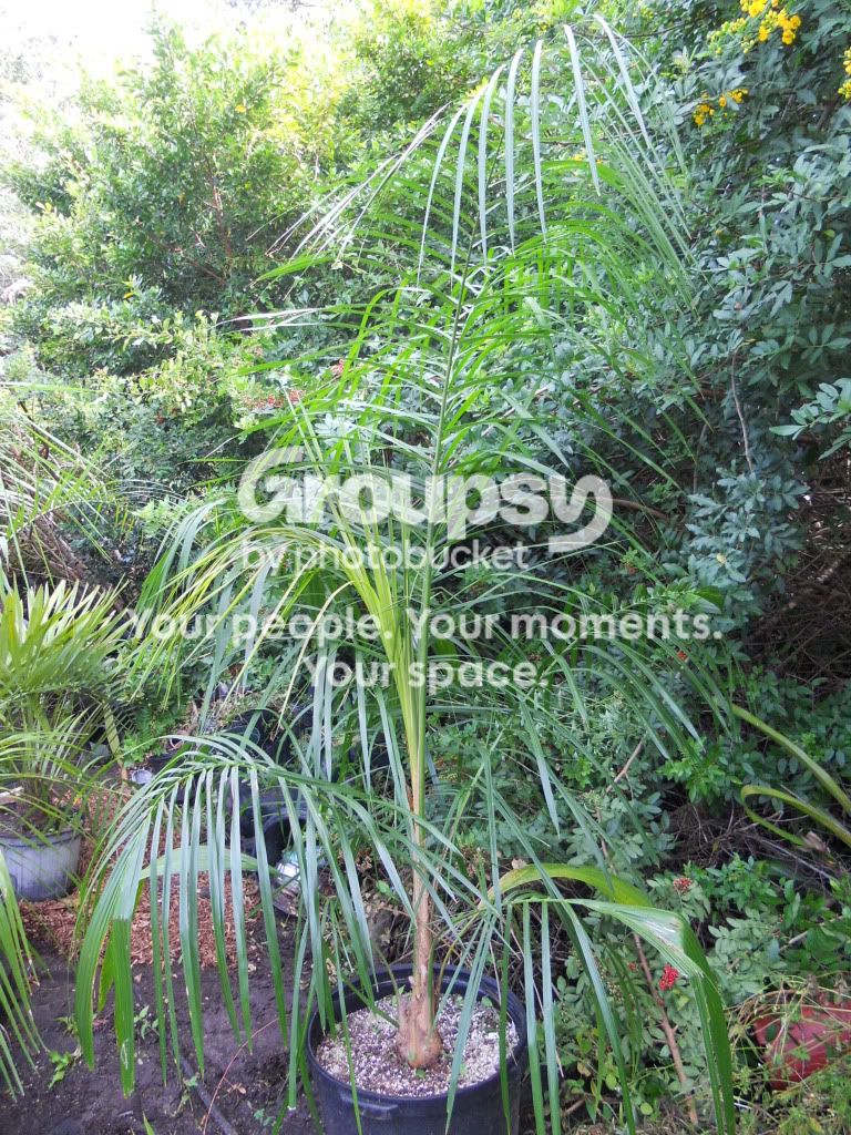 Coco Queens for sale - For Sale - PalmTalk
