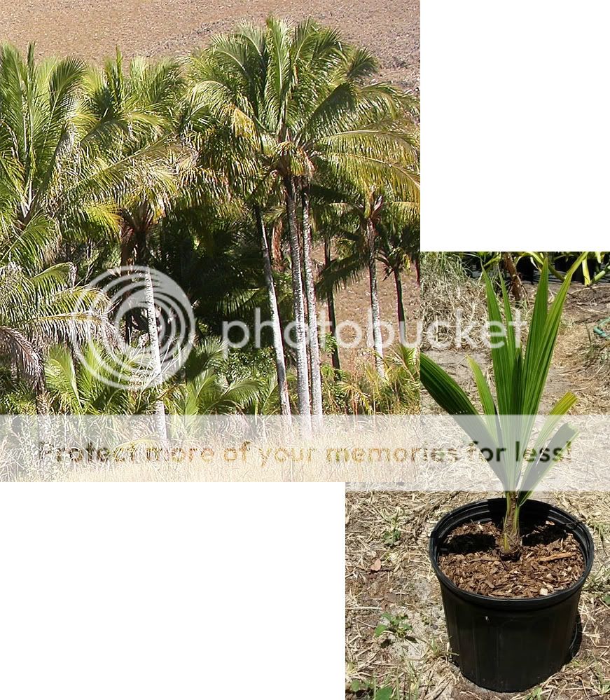 Rare palms for sale- SPECIAL IPS PRICING! - For Sale - PalmTalk